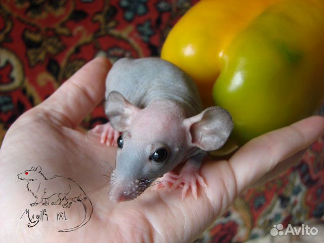 Ручные крысята Сфинкс дамбо, питомник Magik Rat