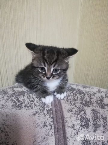 Котенок Скотиш Страйт