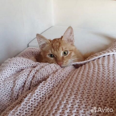 Котенок котик 3 мес