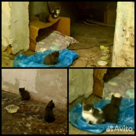 Котята в беде