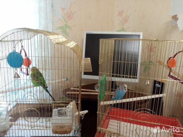 Отдам бесплатно волнистых попугайчиков