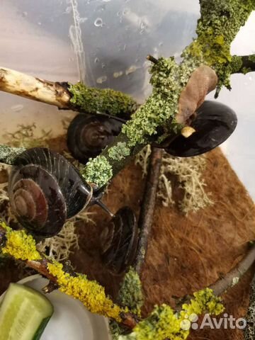 Улитки Pleurodonte excellens