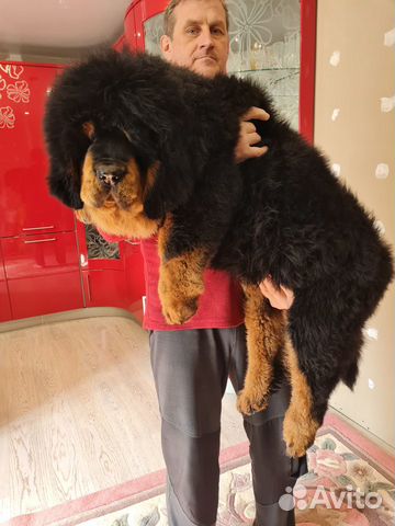 Девочки тибеточки