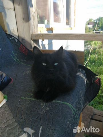 Котик ждет любящих и заботливых хозяев