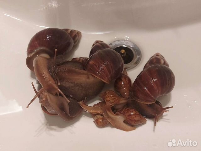 Улитки ахатины бесплатно