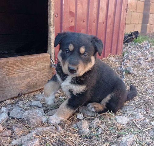 Щенок-мальчик, возраст 1 месяц