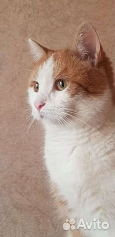 Кошка ося 2года привита стерилизованна