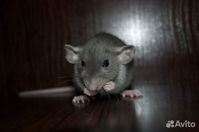 Крысята дамбо