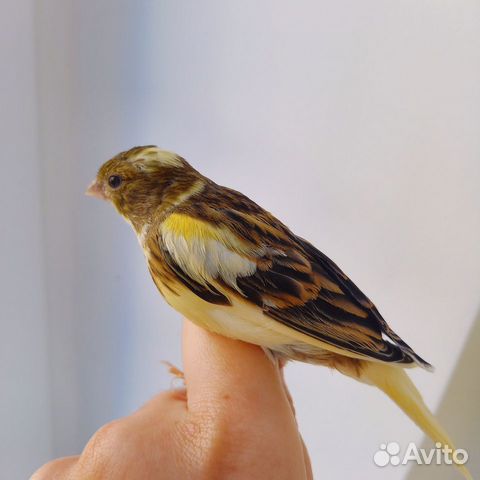Кенар молодой