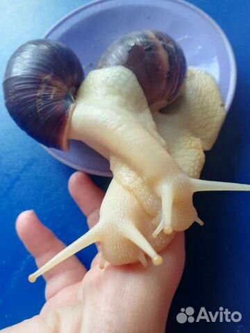 Улитка Ахатин с контенером