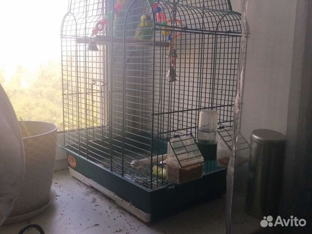 Волнистые Попугаи