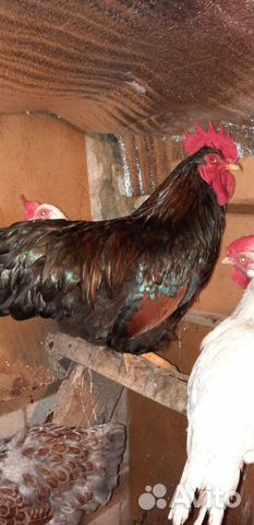 Петух барневельдер