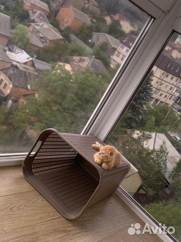 Шотландские вислоухие котята