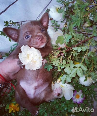 Минюшки малыши чихуахуа