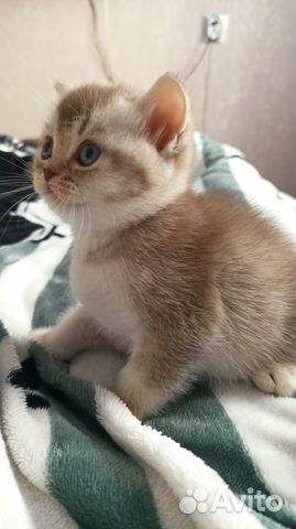 Чистокровные бриташки тикированного окраса