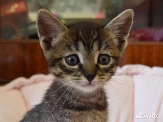 Котёнок Моня