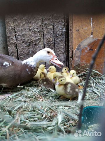 Утята индоутки