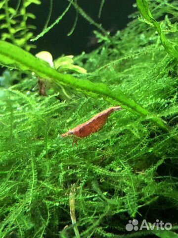 Креветка Вишня