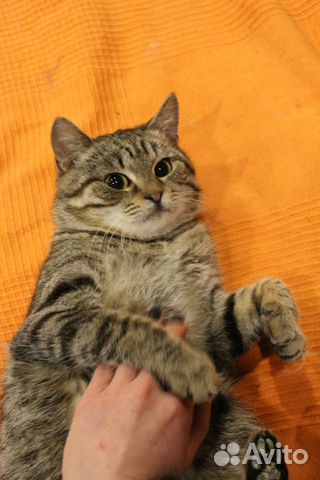 Кот