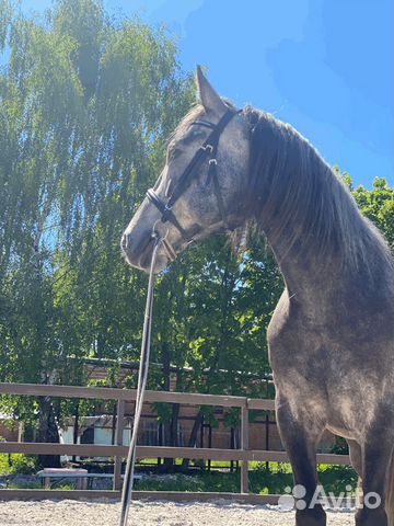 Молодой арабо-першерон