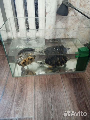 Красноухая черепахи