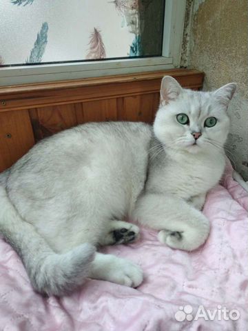 Ласковый котик - серебристая шиншилла ждёт Вас