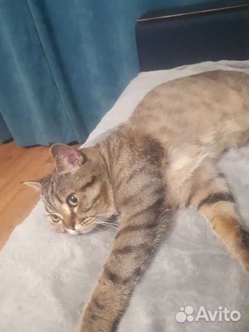 Шотландский кот на вязку