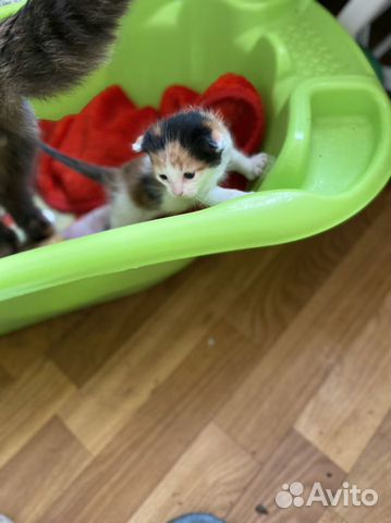 Отдадим котёнка в добрые руки мама британка папа Н