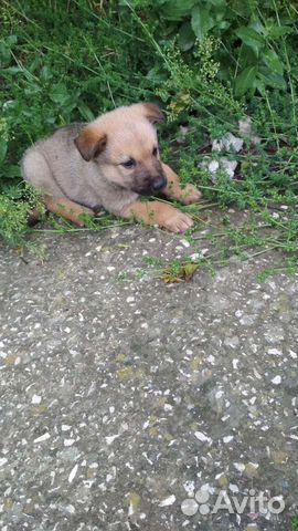 Собака в добрые руки щенок