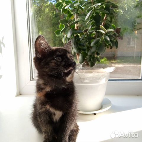 Котенок девочка бесплатно