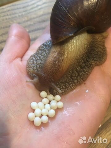 Улитки ахатины яйца