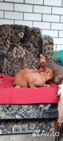 Нзк, нпв. Бсс, ризин