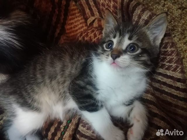 Британская табби