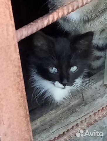 Котенок маркиз