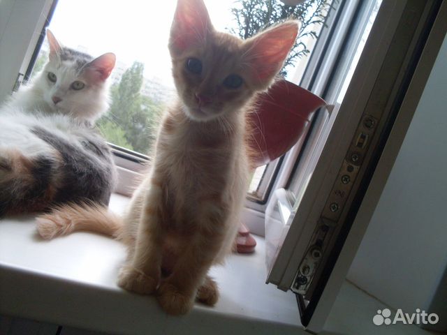 Рыжик в добрые ручки 3 месяца