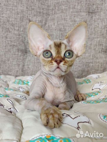 Шикарный малыш Каспер