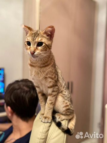 Кот саванна