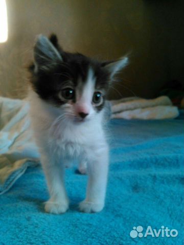 Котята в добрые руки бесплатно