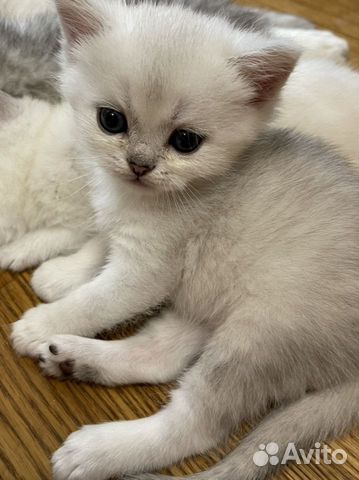 Тиккированая британская девочка