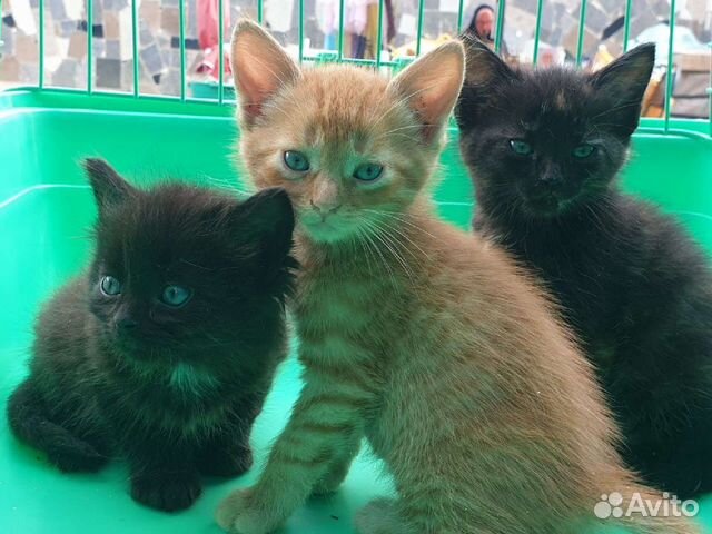 Малыши-карандаши ищут дом