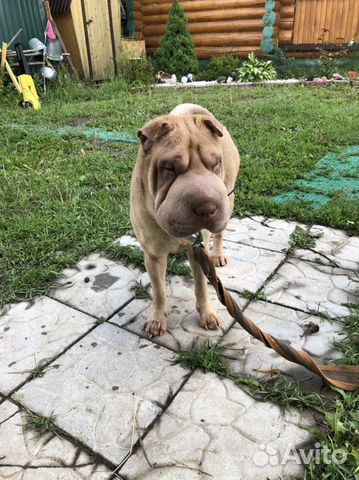 Шарпей девочка