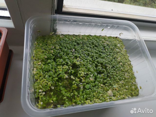 Верхоплавка