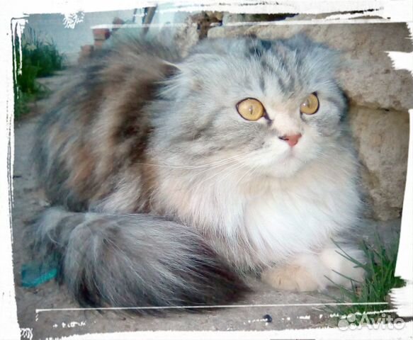 Продажа шотландских котят