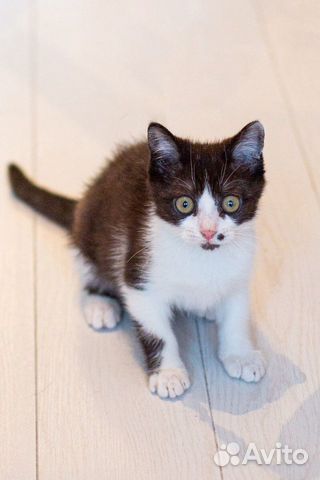 Котенок в добрые руки
