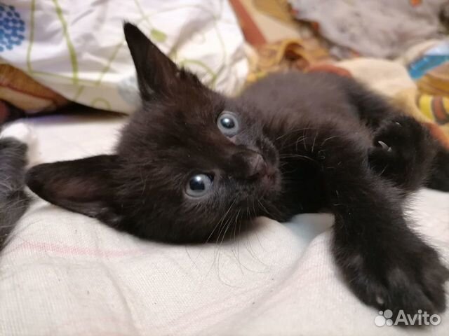 Метис канадского сфинкса и шатландца