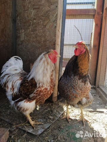 Петух виандот золото