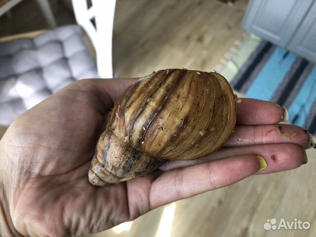 Улитка ахатина гигантская