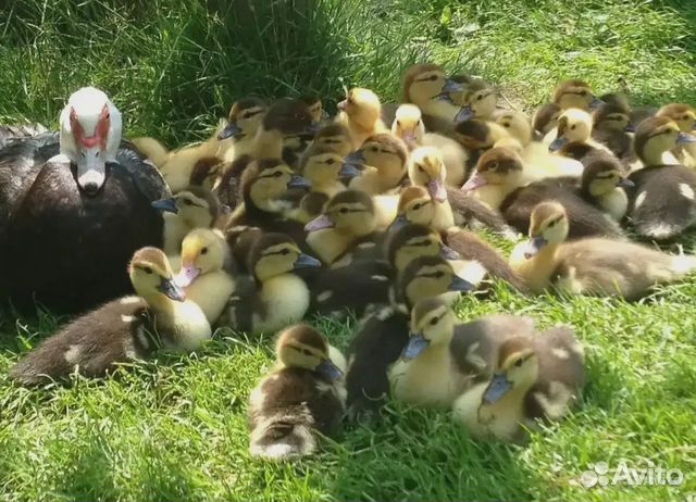 Мускусные утята индоутки