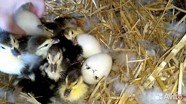 Утята индоутки суточные