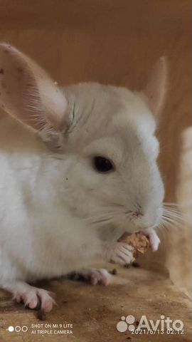 Шиншилла белый вильсон